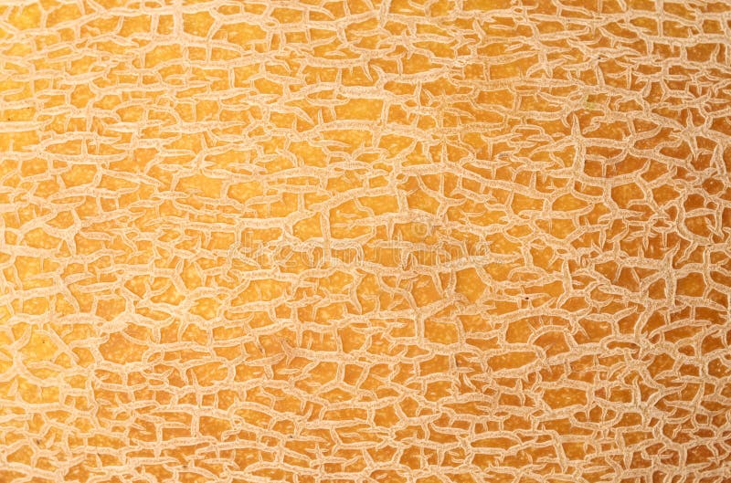 Melon texture stock image. Image of yellow, texture, closeup - 11240663