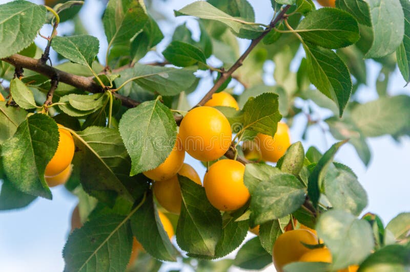 Yellow ripe mirabelle plum stock photo. Image of fruit - 123737708
