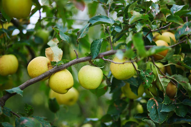 Yellow Ripe Organic Apples on Apple Tree Branch. Stock Photo - Image of ...