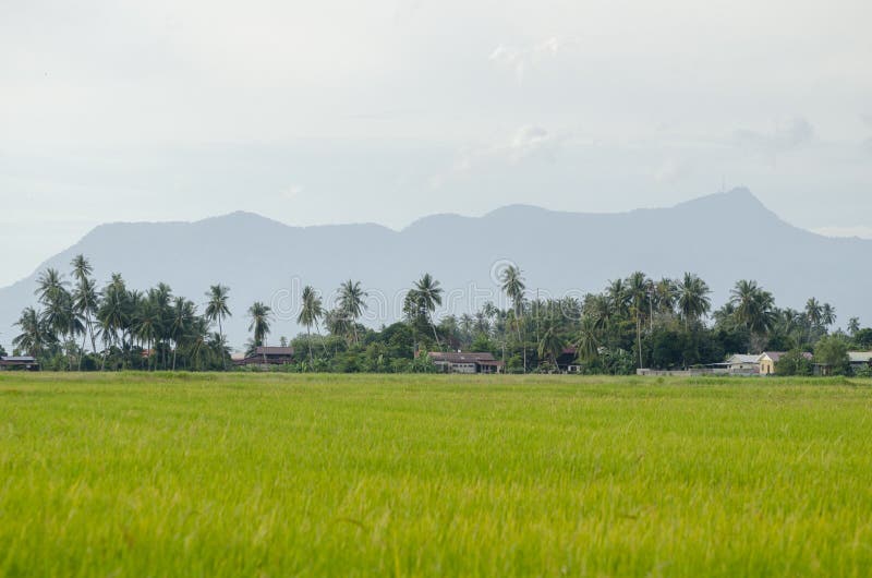 Yellow ripe paddy field stock photo. Image of rice, asia - 243777748