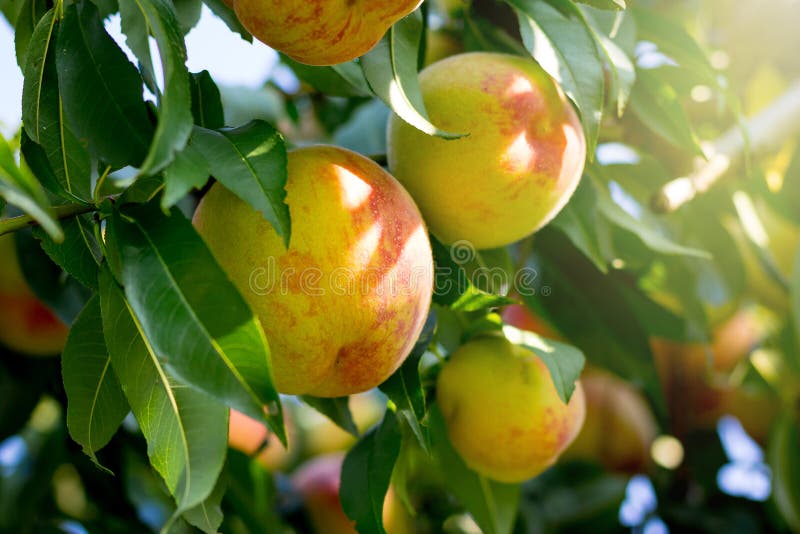 Yellow Ripe Peaches on a Tree in Sunny Weather_ Stock Image - Image of ...