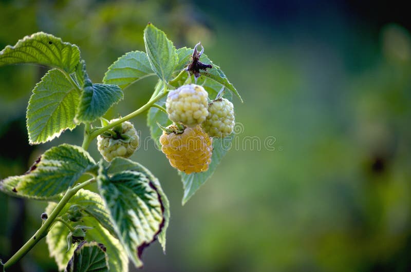 Yellow Ripe Raspberry on a Bush in the Garden Stock Photo - Image of ...
