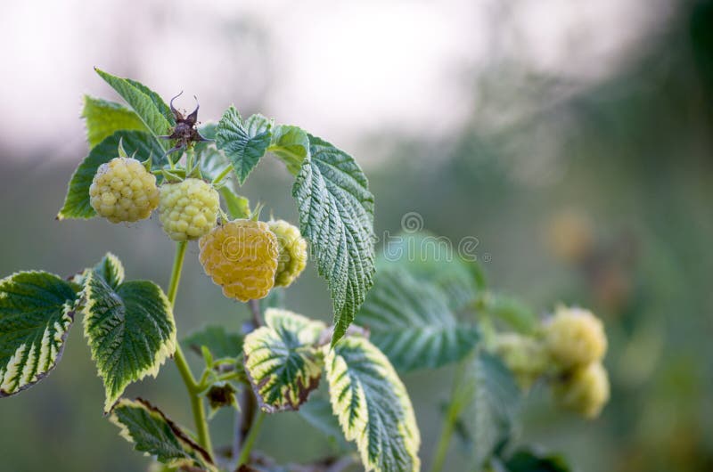 Yellow Ripe Raspberry on a Bush in the Garden Stock Photo - Image of ...