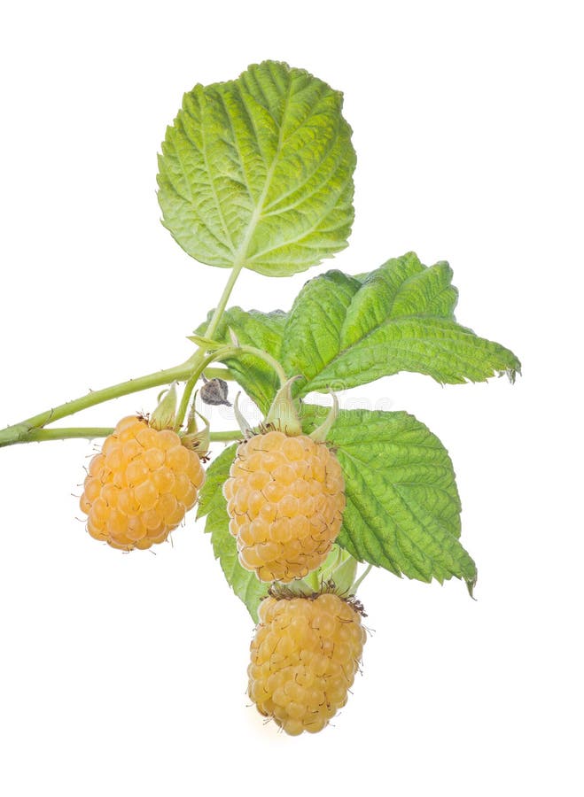 Yellow Ripe Three Raspberries with Green Leaves Isolated on White Stock ...