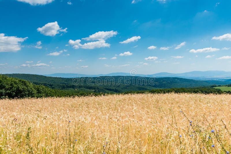 Yellow ripe wheat stock photo. Image of organic, perspective - 72400526
