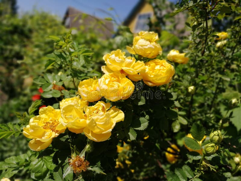 Yellow River stock image. Image of shrub, leaf, food - 209109403