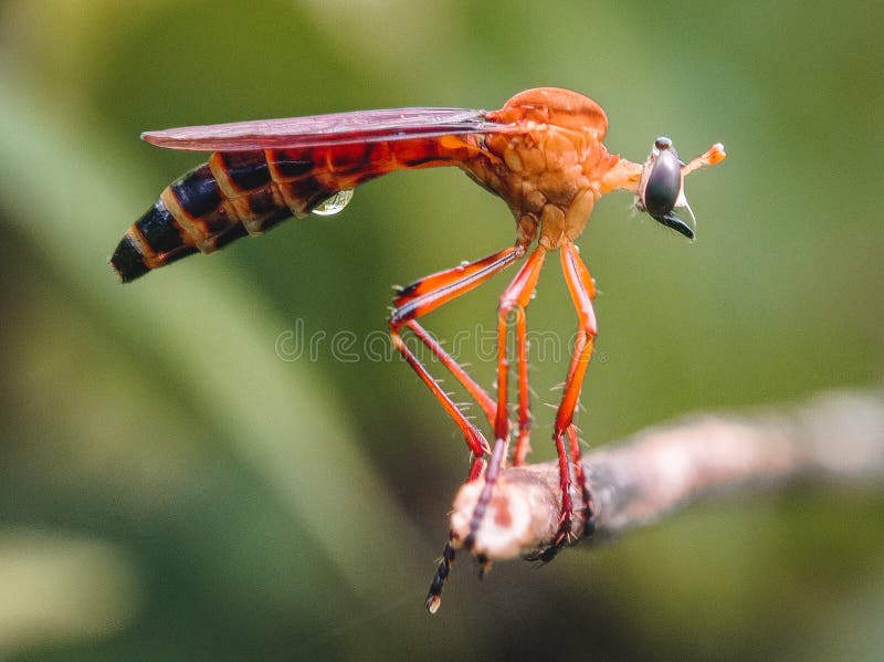 Details of Robber Fly Insect Stock Image - Image of animal, wing: 222422253