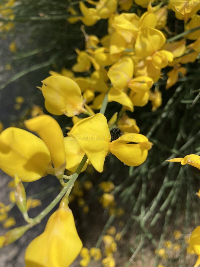 Yellow Rod-shaped Blizzard, Spartium Junceum Stock Photo - Image of ...