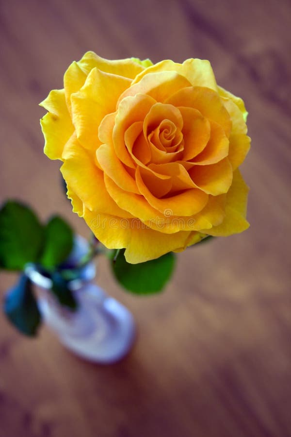 Yellow Romantic Rose in White Ceramic Vase Stock Image - Image of ...