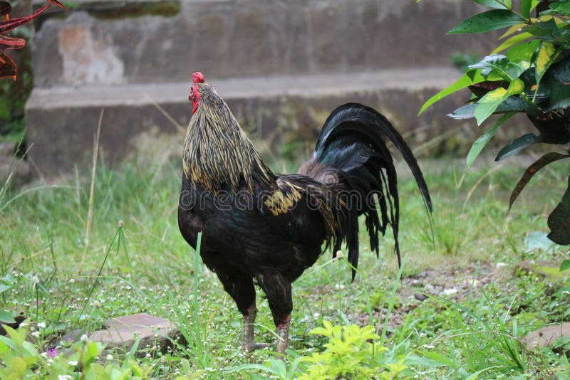 The Yellow Rooster is a Type of Rooster in Bangkok Stock Photo - Image ...