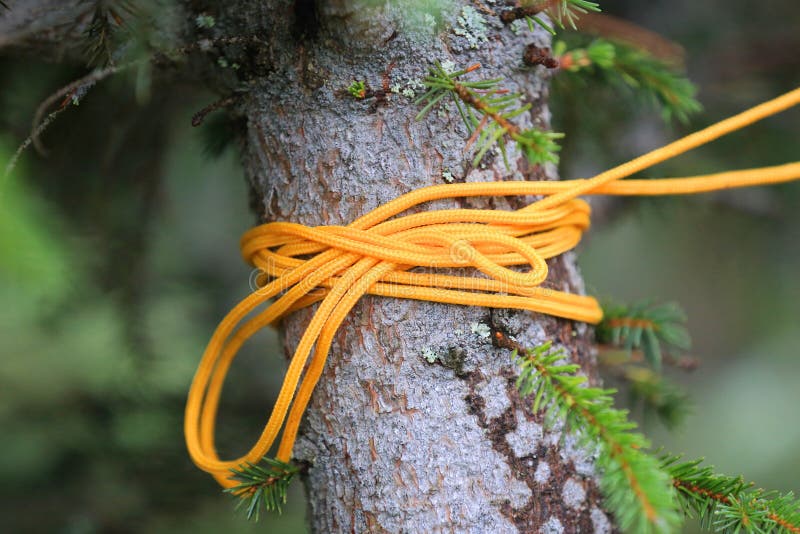 Yellow rope on tree stock photo. Image of vintage, knots - 78186854