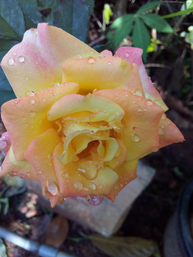 462 Yellow Ros Cards Stock Photos - Free & Royalty-Free Stock Photos ...