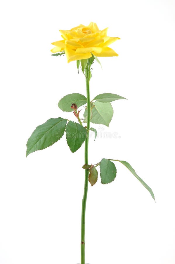 637 Long Stem Yellow Rose Stock Photos - Free & Royalty-Free Stock ...