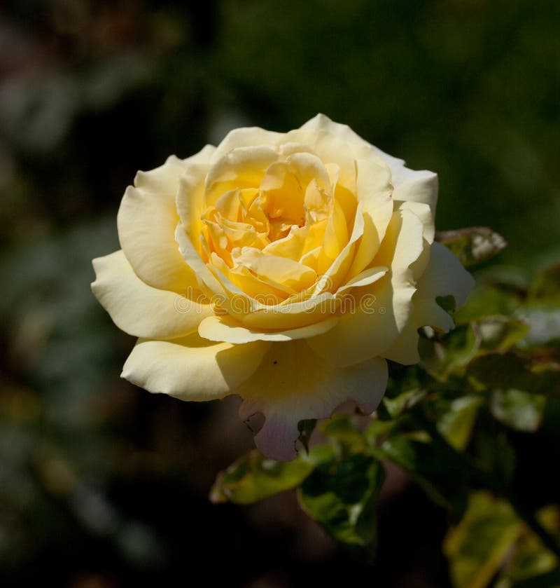 Close-up of yellow rose stock photo. Image of love, marriage - 191464