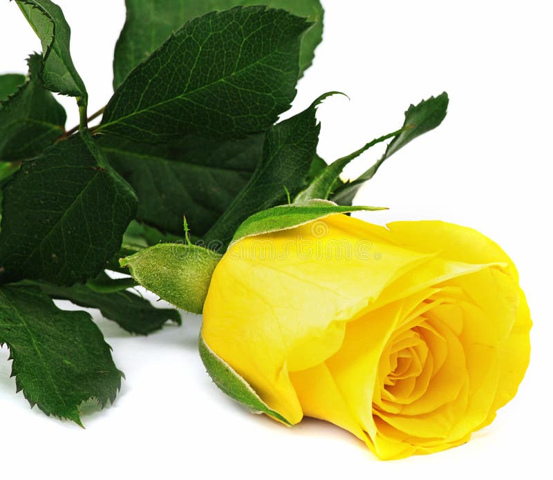 Yellow rose stock photo. Image of rose, gift, flower - 11612880