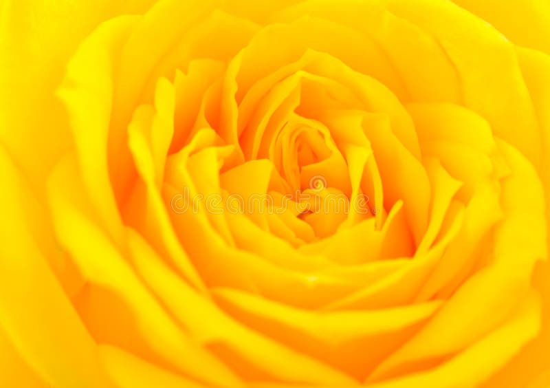 Yellow Rose stock image. Image of closeup, color, bloom - 12775481