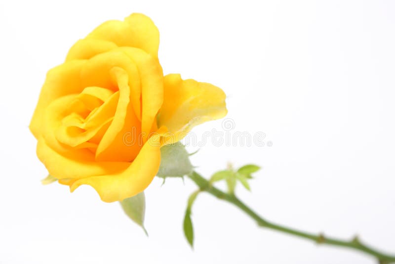 One yellow rose stock photo. Image of botanic, botanical - 141510872