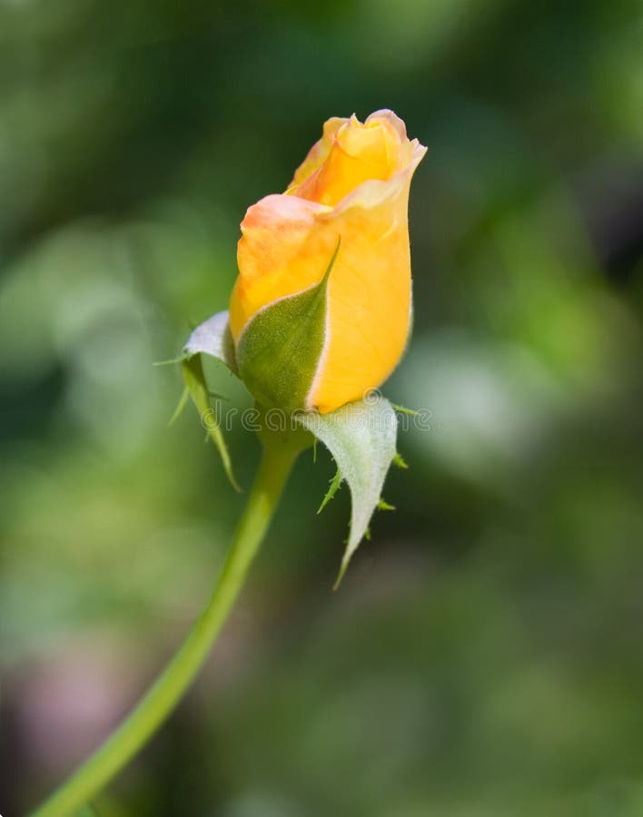 Yellow rose stock photo. Image of blooming, frame, bright - 15823014