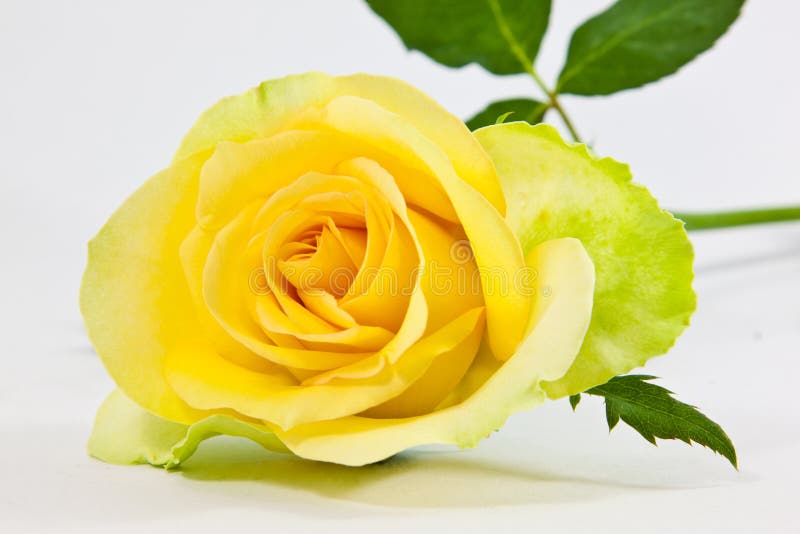 458 Long Stem Yellow Rose Stock Photos - Free & Royalty-Free Stock ...