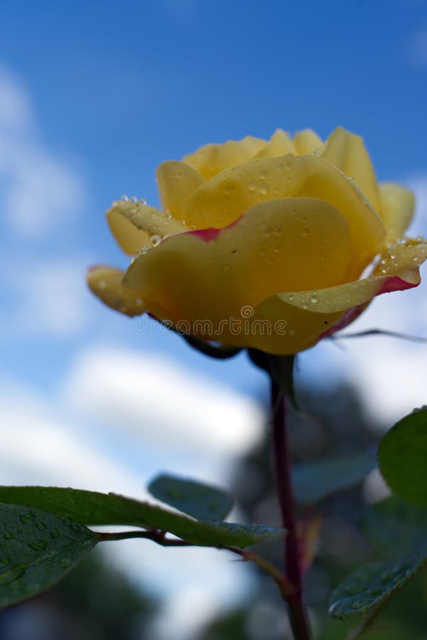 Mellow Yellow Rose Blue Sky Stock Image - Image of rain, rose: 182774335