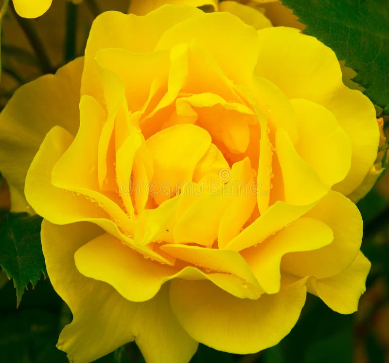 Set of yellow roses stock photo. Image of yellow, outdoor - 31225644