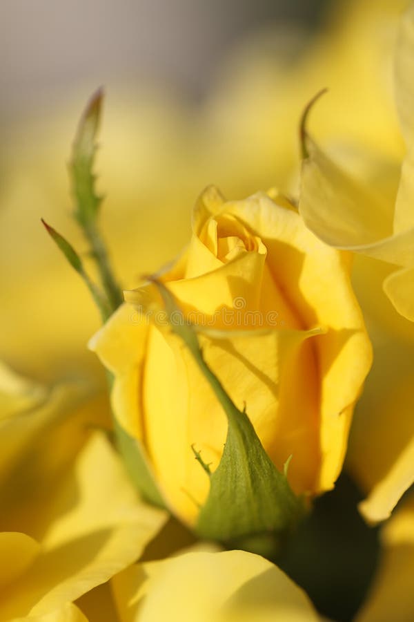 Yellow rose. stock image. Image of close, flower, freshness - 21348257