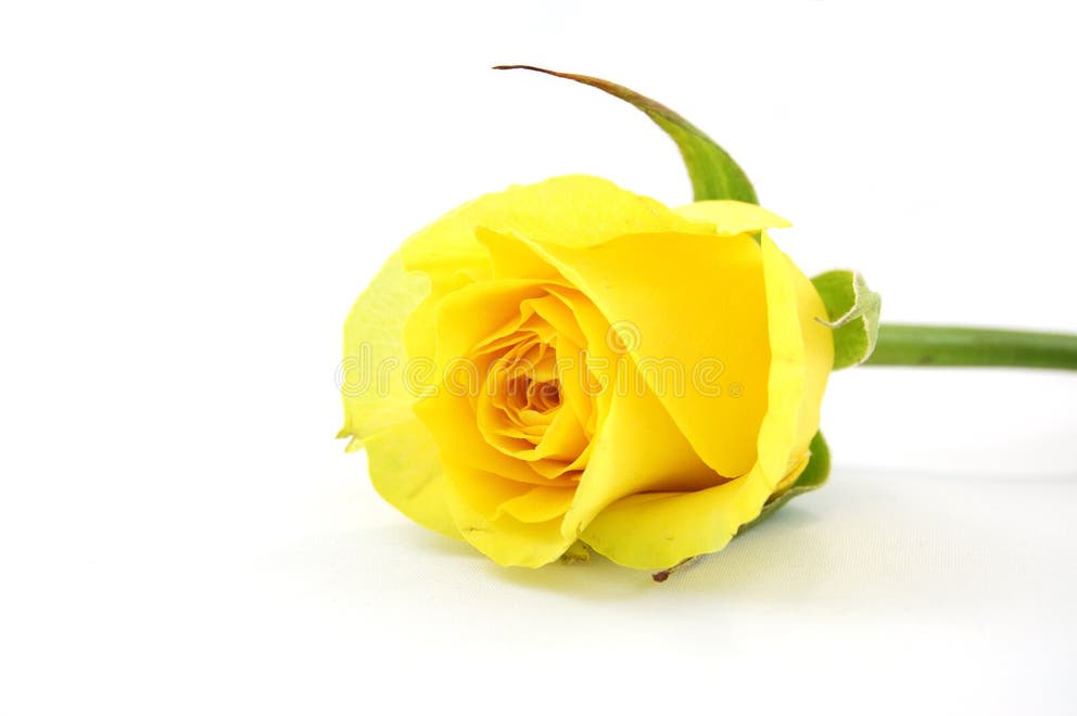 Yellow Rose stock image. Image of delicate, love, fresh - 2268479