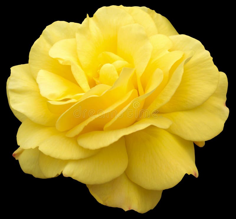 Yellow rose stock image. Image of rose, floral, cream - 6034797