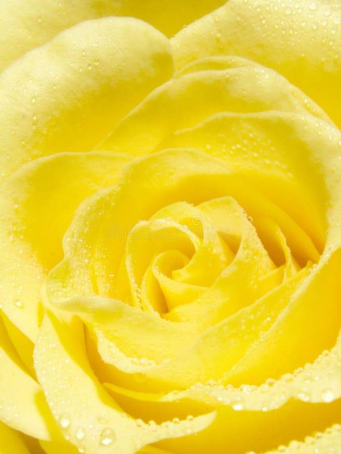 Pastel Yellow Roses with Droplets Background Stock Image - Image of ...