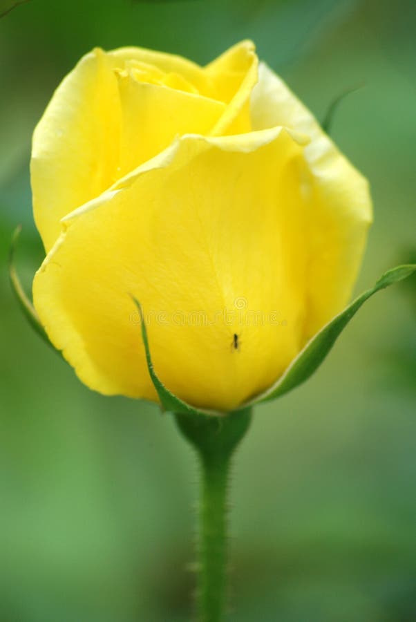 Yellow Rose with an Ant stock photo. Image of yellow - 12865836
