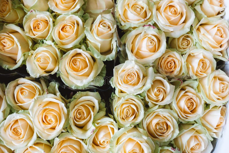 Yellow Rose Background, Close-Up of Many Pastel Colored Roses Stock ...