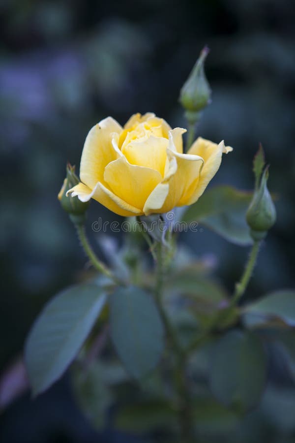 Yellow Rose on a Background of Dark Garden Leaves Stock Photo - Image ...