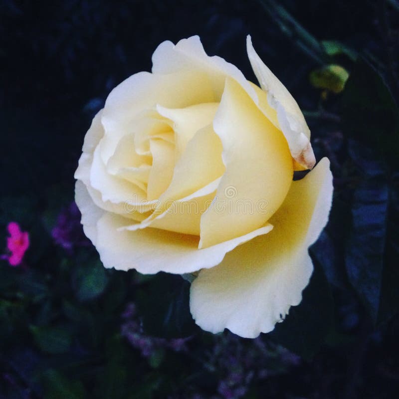 Yellow rose stock image. Image of light, autumn, geel - 70946235