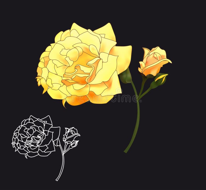 Closed Rose Bud Stock Illustrations – 270 Closed Rose Bud Stock ...