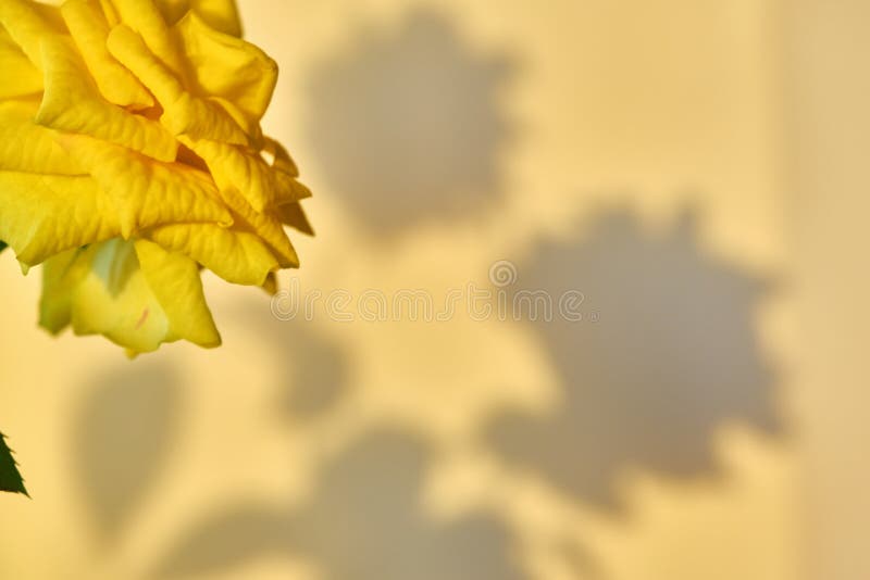 Yellow Rose Beautiful Shadow Color Low Light Stock Image - Image of ...