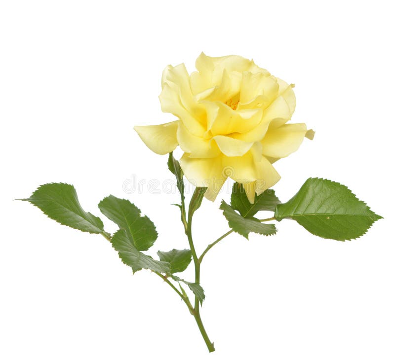 Single Yellow Rose White Background Stock Images - Download 7,062 ...