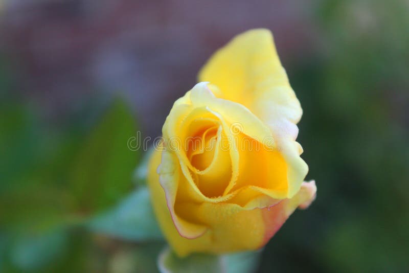Yellow Rose in Bloom stock image. Image of blooming - 202678489