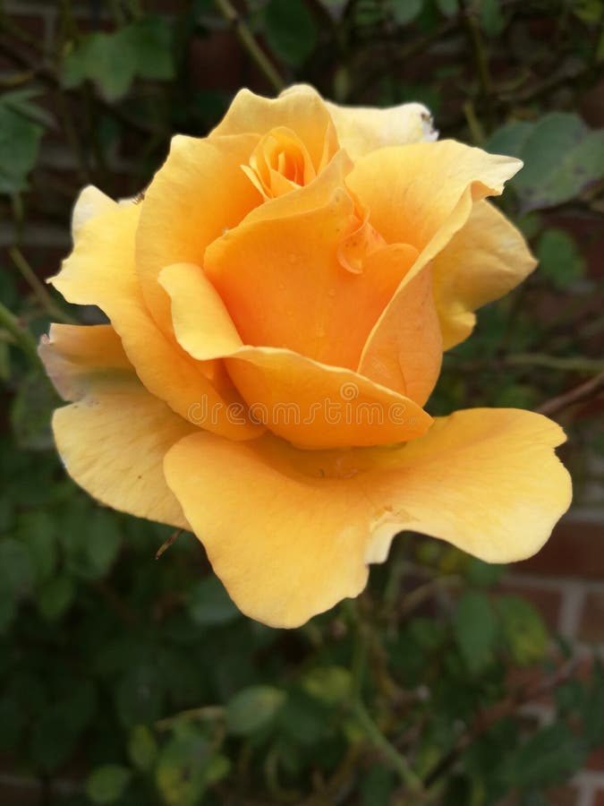 Yellow rose stock image. Image of flower, yellow, pedals - 96639549