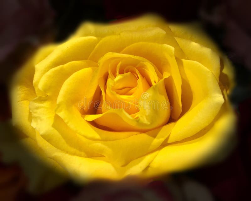 Yellow Rose Bloom with a Black Background Stock Photo - Image of plant ...