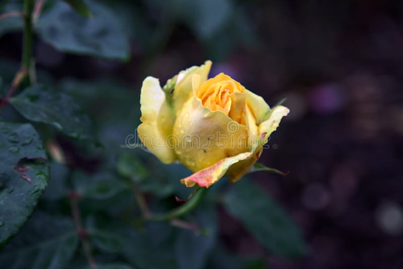 Yellow Rose in Bloom in a Bush Seen Up Close Stock Photo - Image of ...