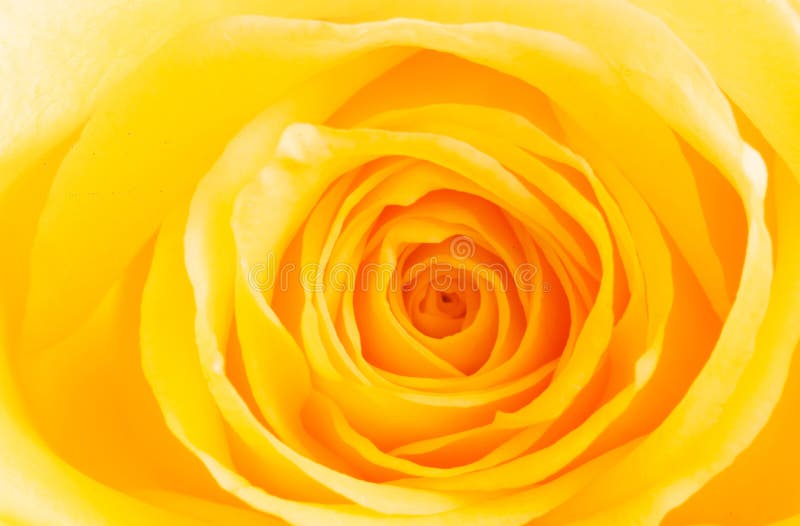 Yellow rose in bloom stock image. Image of background - 81259965