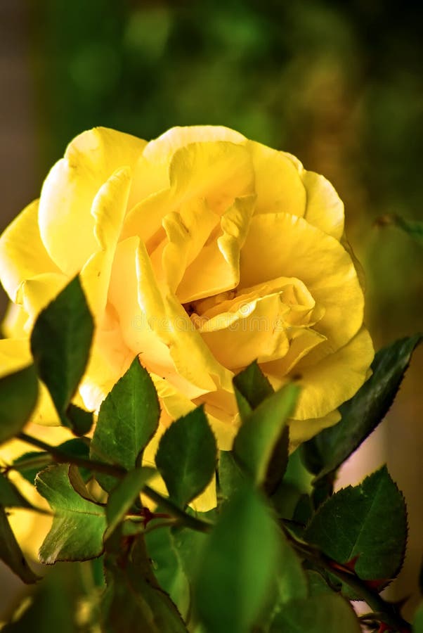 Yellow Rose Bloom in the Garden Stock Photo - Image of beauty, plant ...