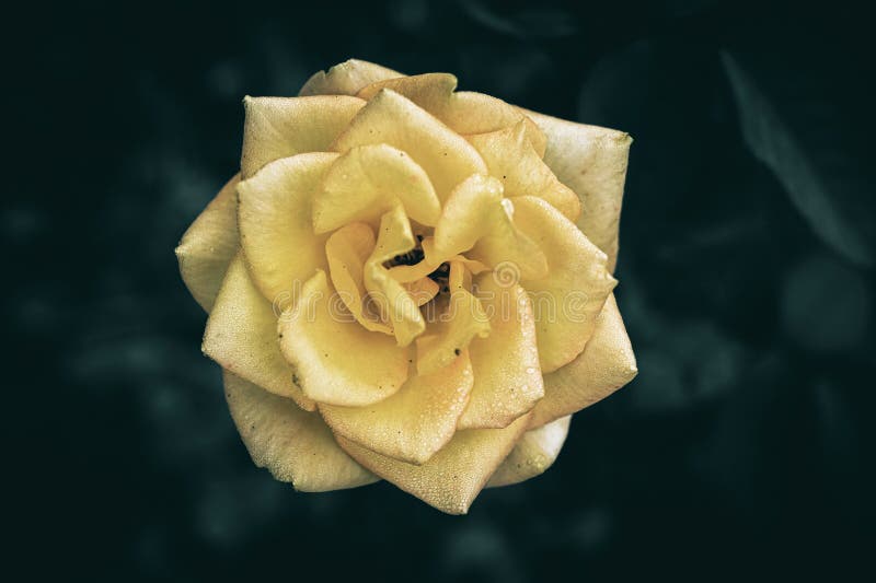 Yellow Rose in Bloom after the Rain Stock Photo - Image of droplets ...