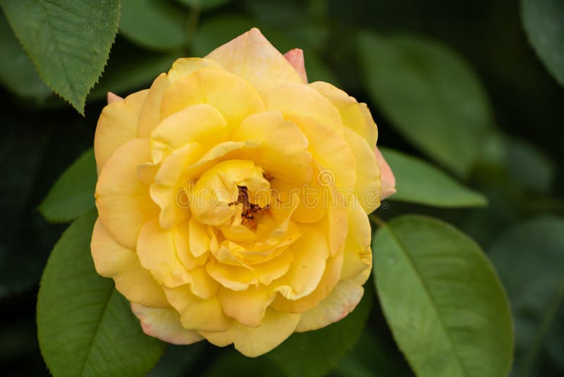 Yellow Rose in Bloom Very Beautiful Close Up Stock Photo - Image of ...