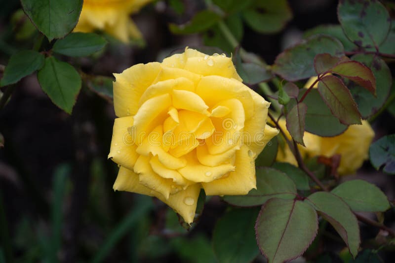 Yellow rose in bloom stock photo. Image of plants, pesticide - 126798888