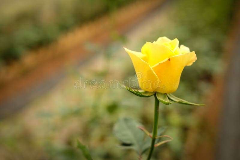 Yellow Rose Blooming in the Garden Stock Photo - Image of fresh, color ...