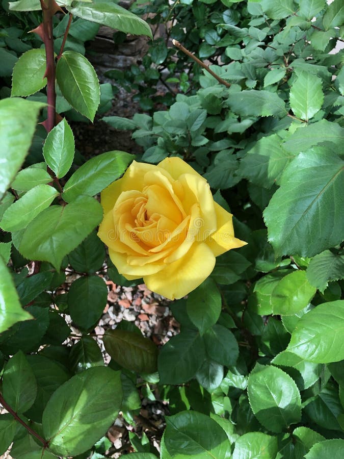 Yellow Rose in Bloom stock photo. Image of color, opening - 144538674