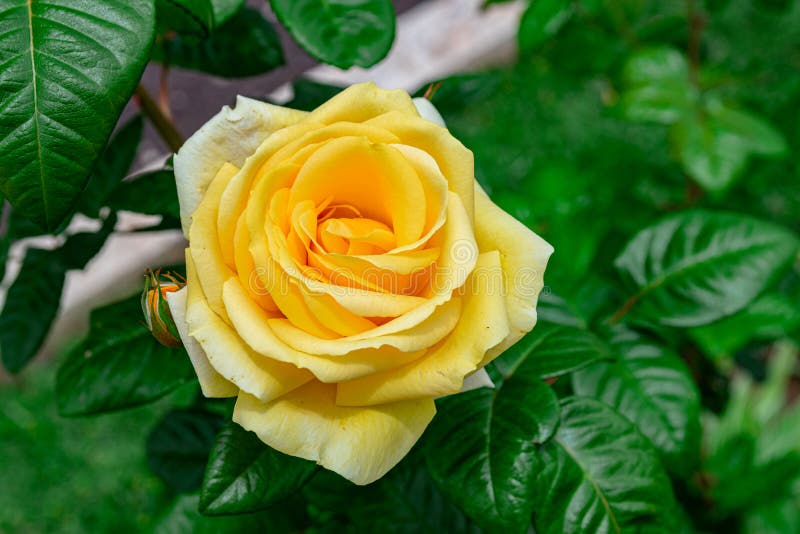 Yellow rose blooming stock image. Image of blossom, garden - 247294879