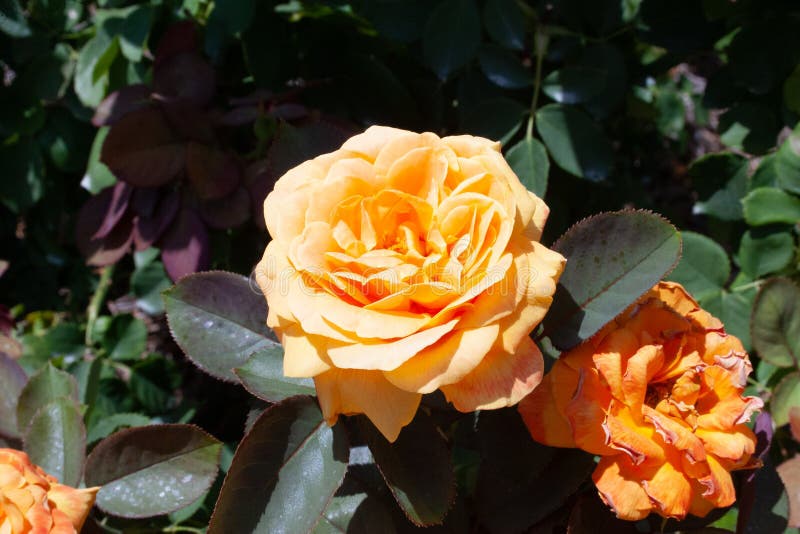 Yellow Rose Blooming in the Sun Stock Photo - Image of flowering ...