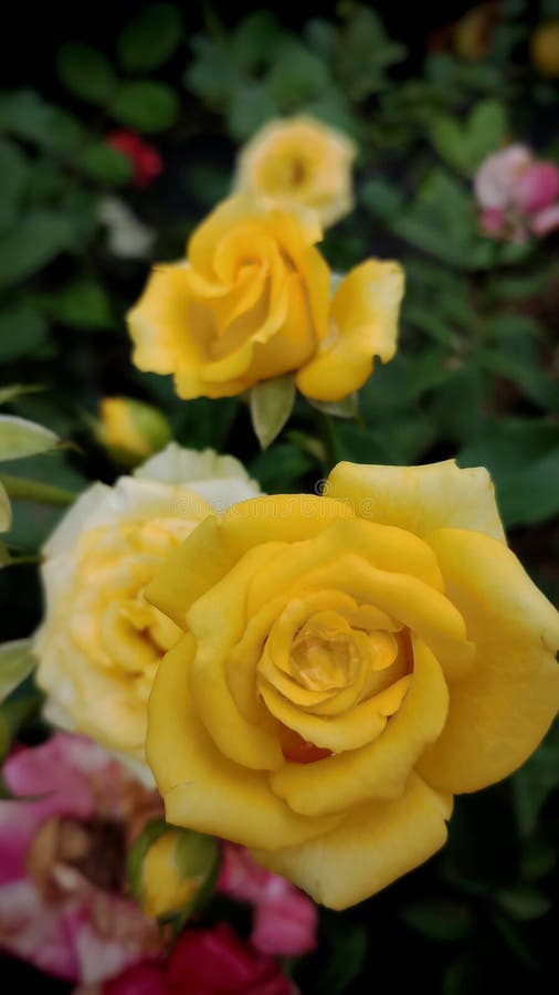 Yellow Rose Blooms Seen from the Middle Stock Image - Image of yellow ...
